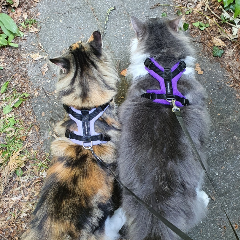 tuig hond; fleece tuig; perfect passend tuig; Y tuig; tuig voor klein ...